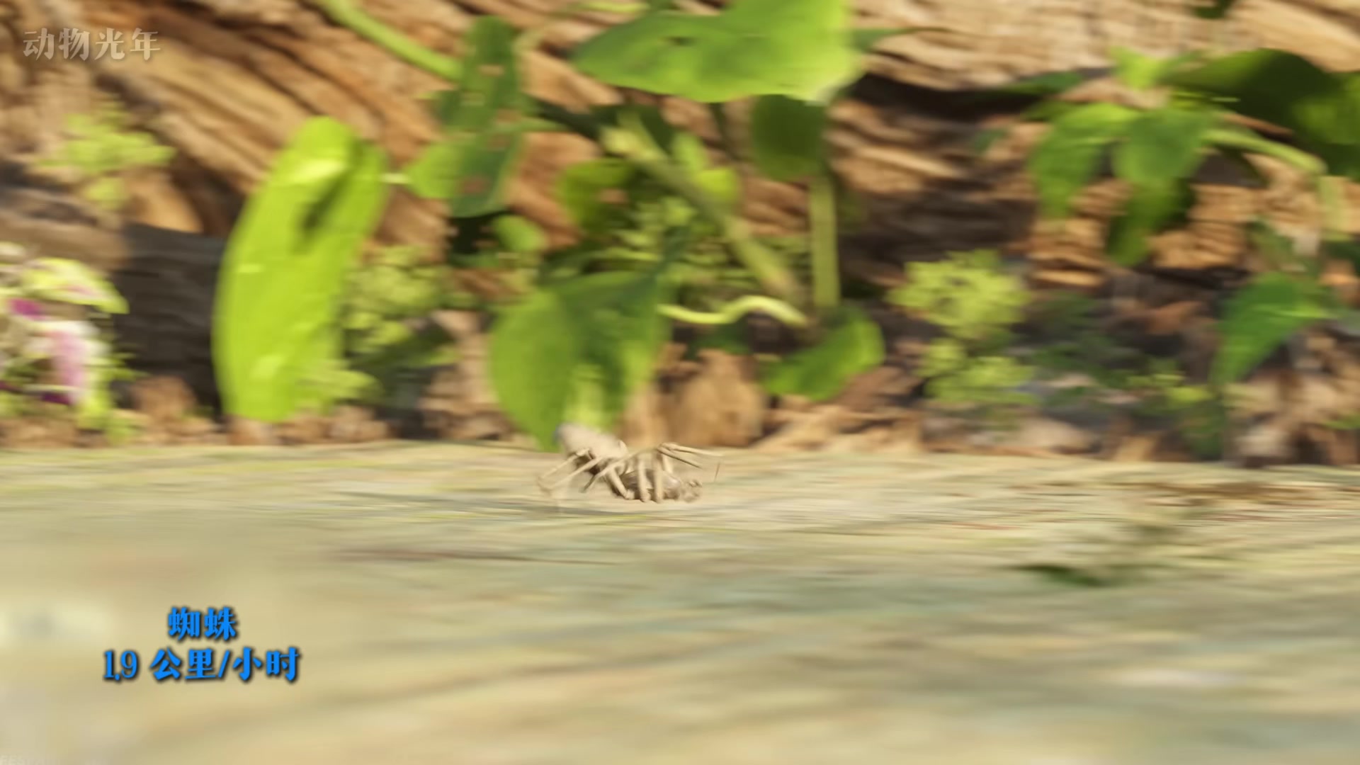 各种动物速度比拼 3D模型动物竞速#动物速度排名 #动物速度比拼 #...