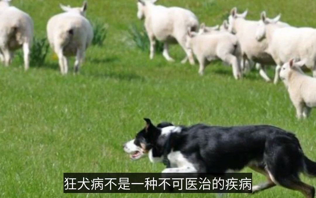 【怡亲科普】狗狗得了狂犬病的早期症状是什么?