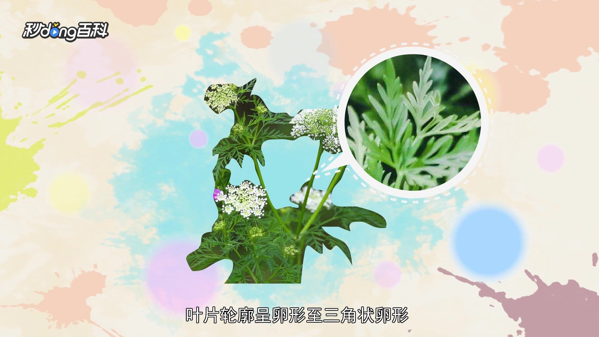 蛇床花:野胡萝卜子