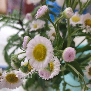 秀珊 