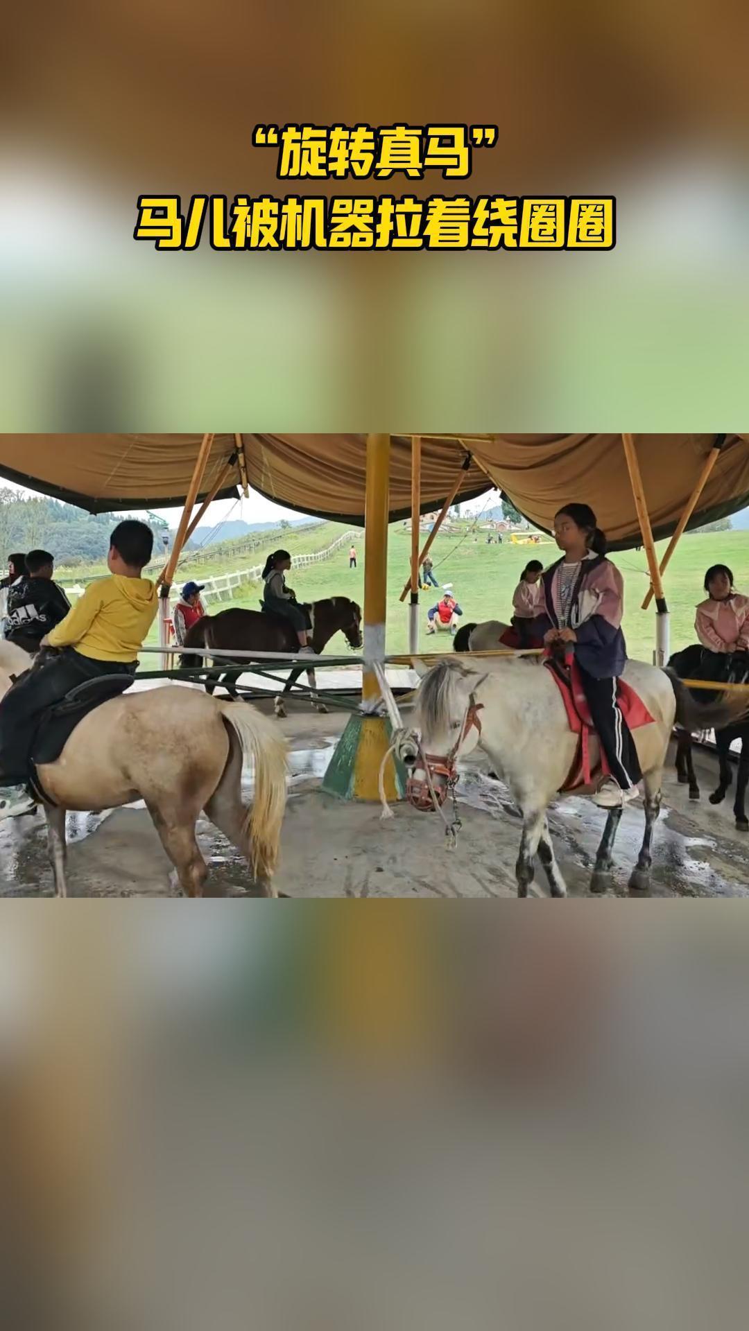 "旋转真马",马儿被机器拉着绕圈圈