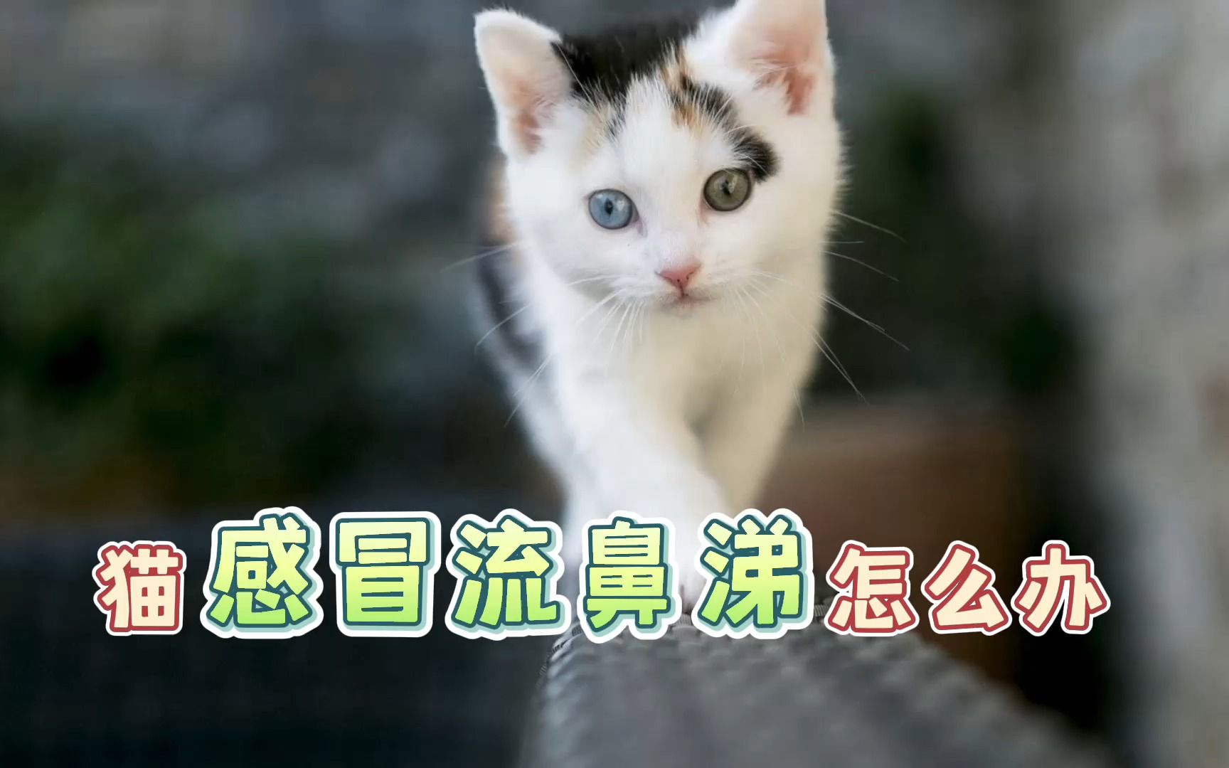 猫感冒流鼻涕怎么办