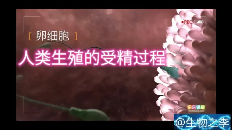 人类生殖过程中的受精作用