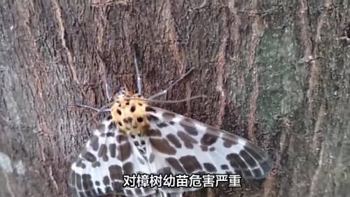 香樟树生虫怎么防治,不同类型的虫害防治方法是不一样