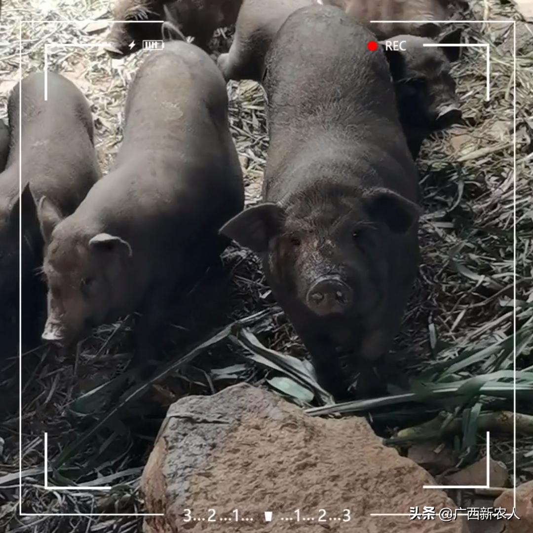 #扶贫达人在行动# 【定单农业是最好的扶贫模式】新农小哥在前段...
