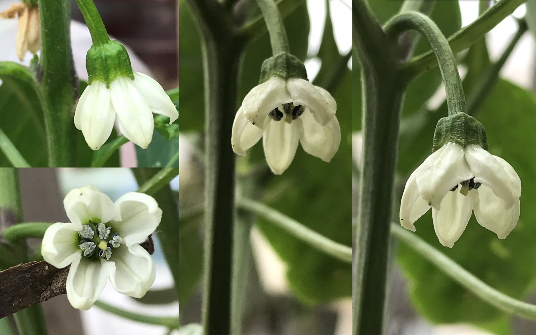 【植物成长记】辣椒花的生长历程