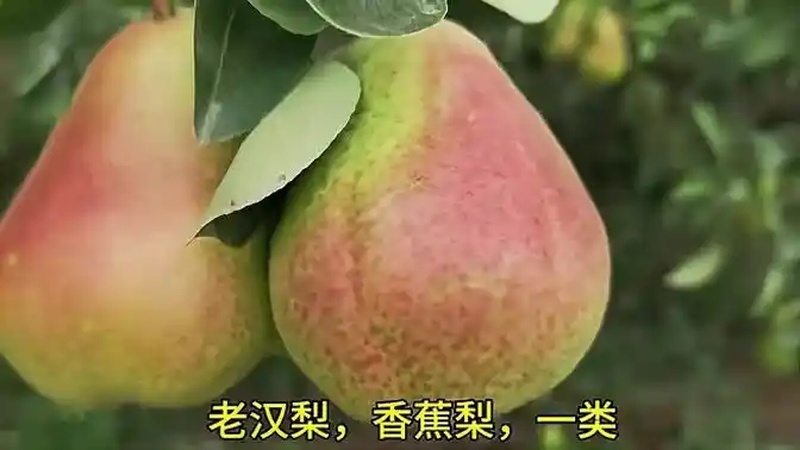 有多少人绝对没有吃过这种梨,种这种梨的果农也不会加工
