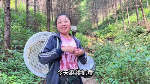 东北蚕把山快吃秃了,好多家都没树叶吃了,离收获一步之隔太难了