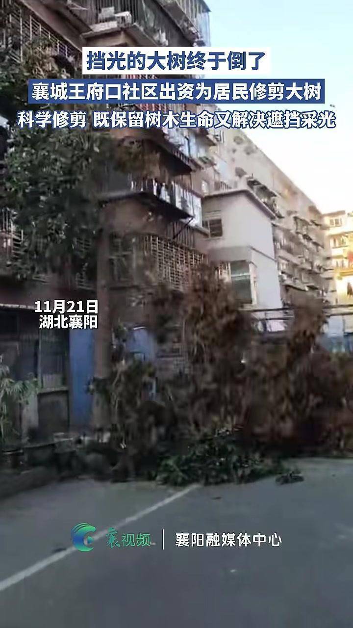 ...王府口社区出资为居民修剪大树。(记者:汪岩岩;编辑:兰洁;审核:蔡彦燕)