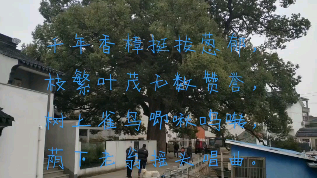 送你一棵香樟树…