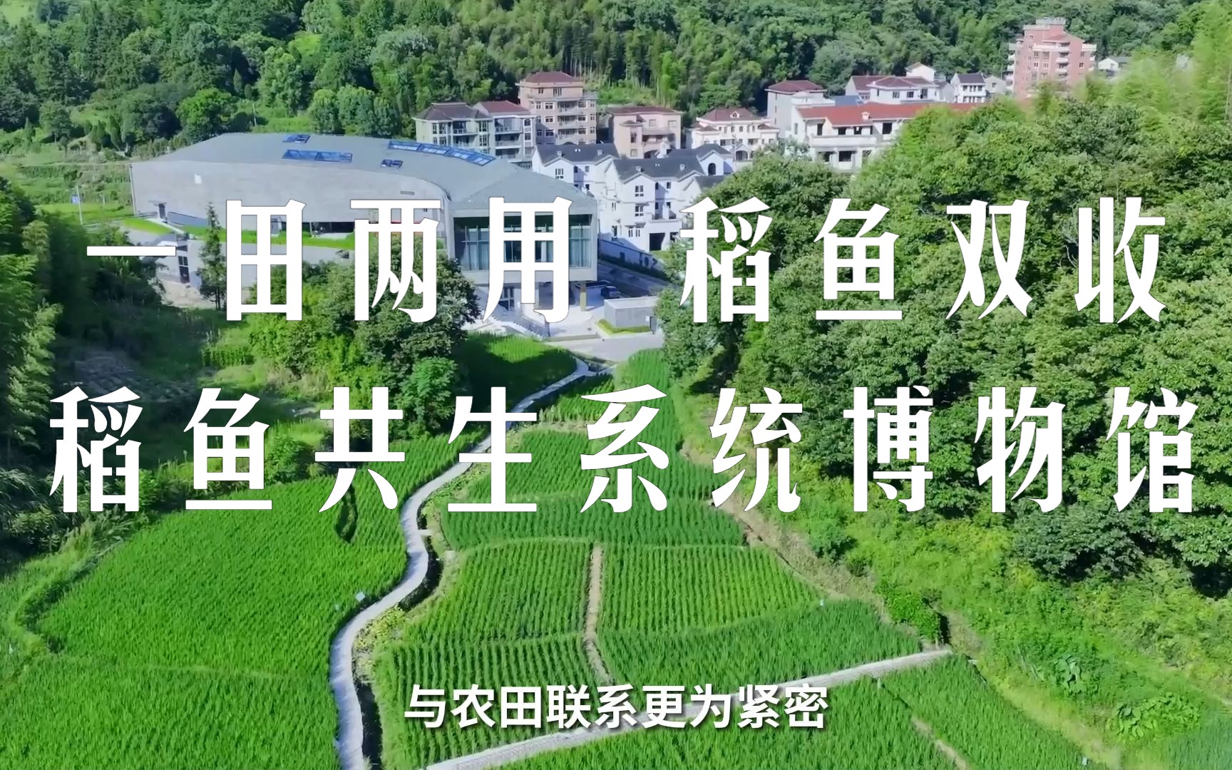 在丽水青田稻鱼共生系统博物馆,赏绿水青山、鱼稻相依,感悟天人合一...