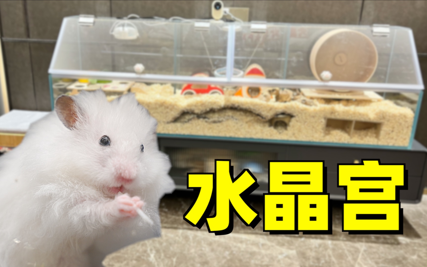小伙耗时一个月,为仓鼠打造超豪华水晶宫仓鼠笼!猫:自助餐厅?