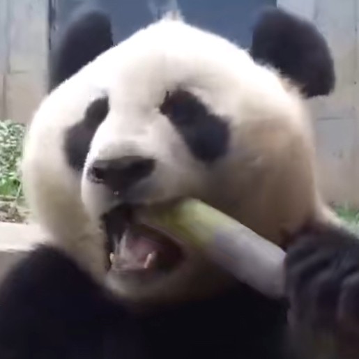 啊哩啊哩啊哩啊 