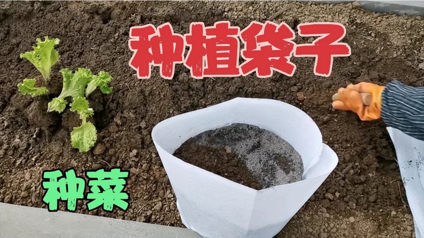 用种植袋子种菜,种植袋子装土,分成四层,爱活长的快,快来看看