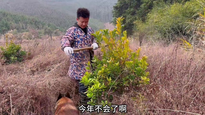 花4000元种200棵杨梅树,2年后看看活了多少