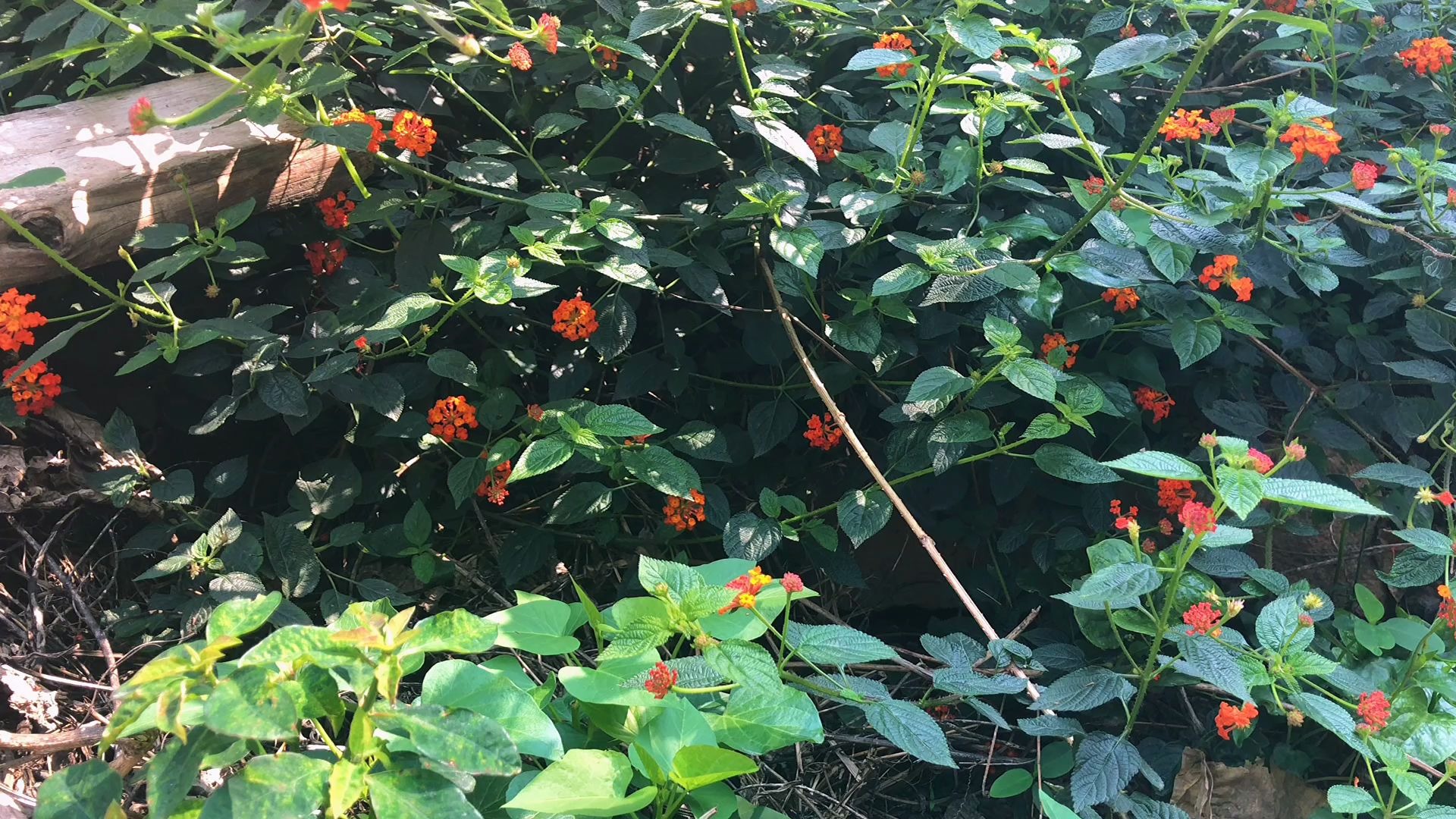 春天真的来了,花儿都开放了