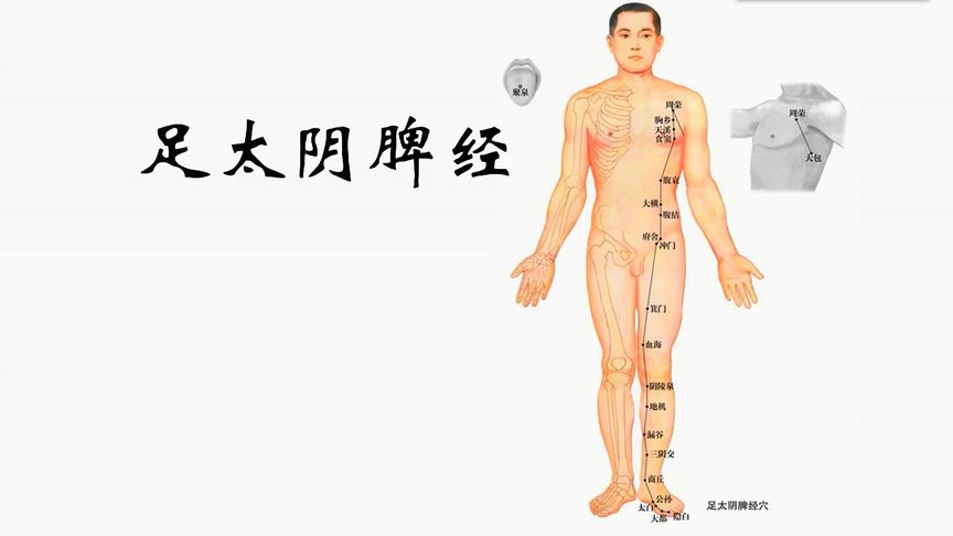脾主运化,为后天之本,对于消化功能起着重要作用“足太阴脾经”