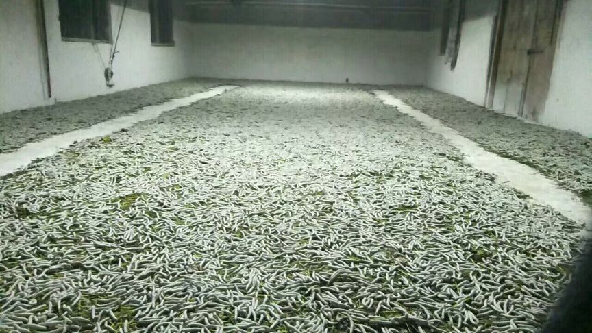 农村是如何养蚕的?养蚕又有哪些小技巧?看完视频又长知识了