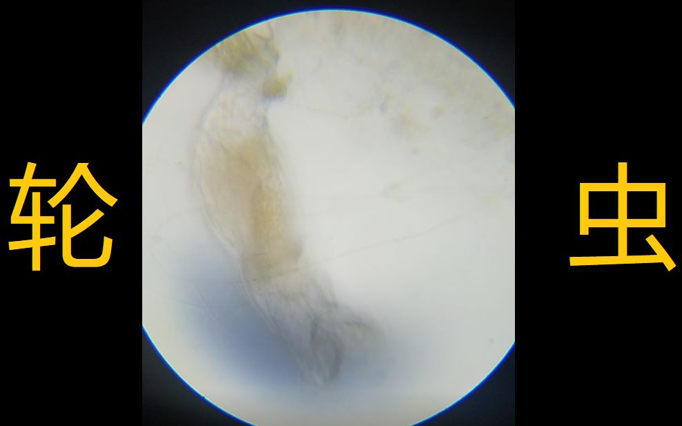 显微镜下的微观世界---轮虫