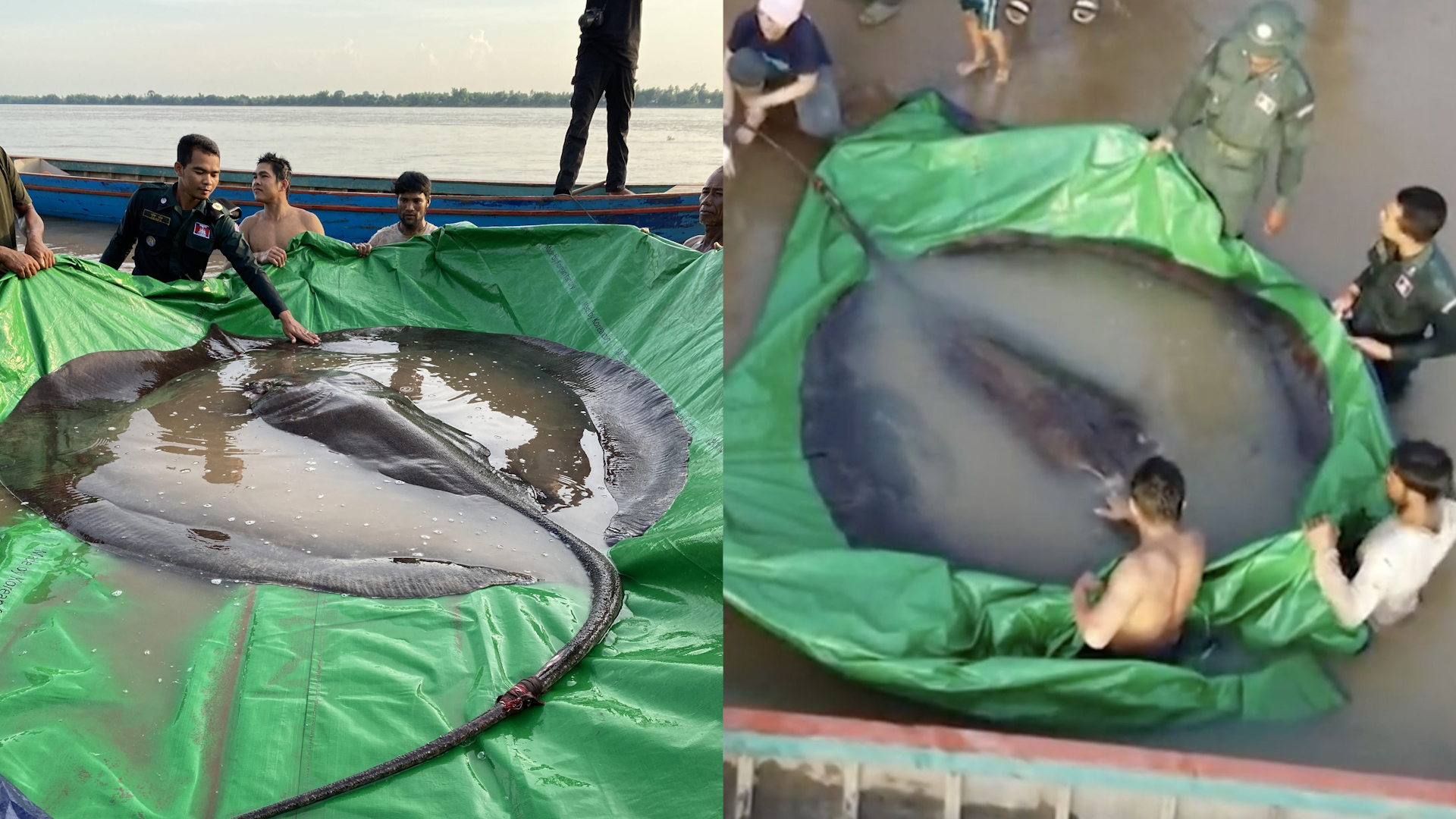 42岁渔民捕获世界最大淡水鱼,重600斤16人才能围住,标记后放生