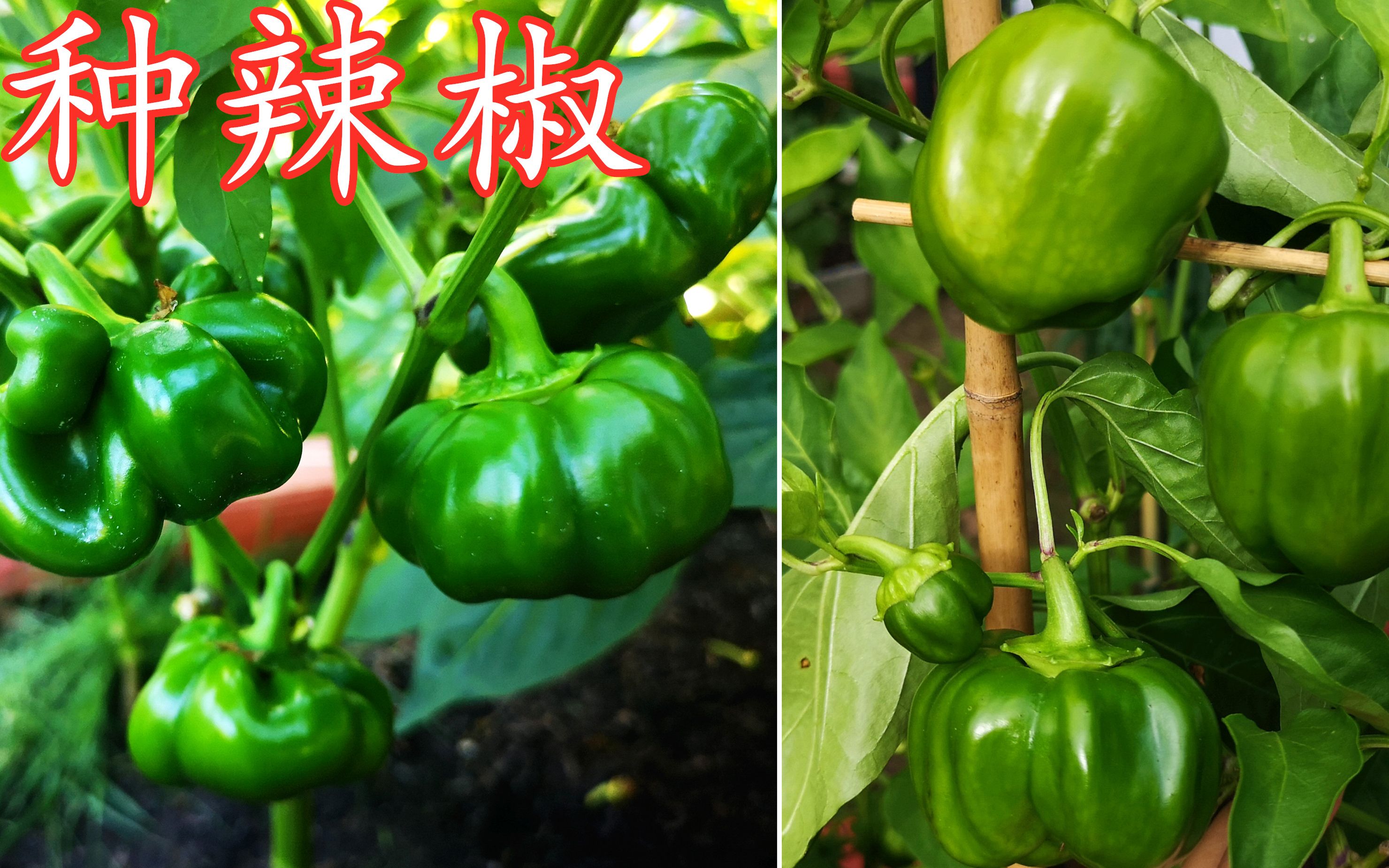 种辣椒, 生长温度, 播种, 修剪, 颜色变化