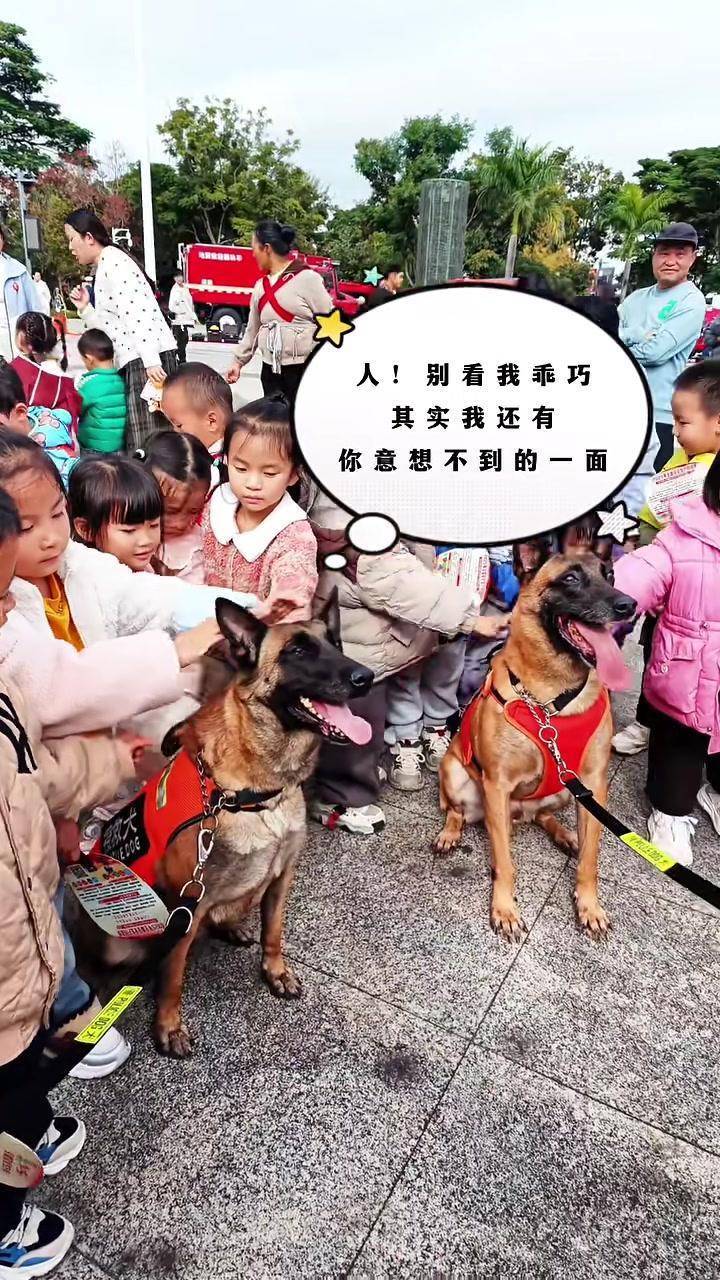 谁能拒绝又萌又猛的搜救犬?#搜救犬#文山消防#可爱#帅气