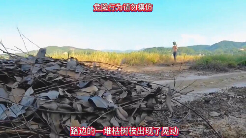 路边的树枝出现了晃动,男子查看却吓得跳了起来,里面藏着什么呢