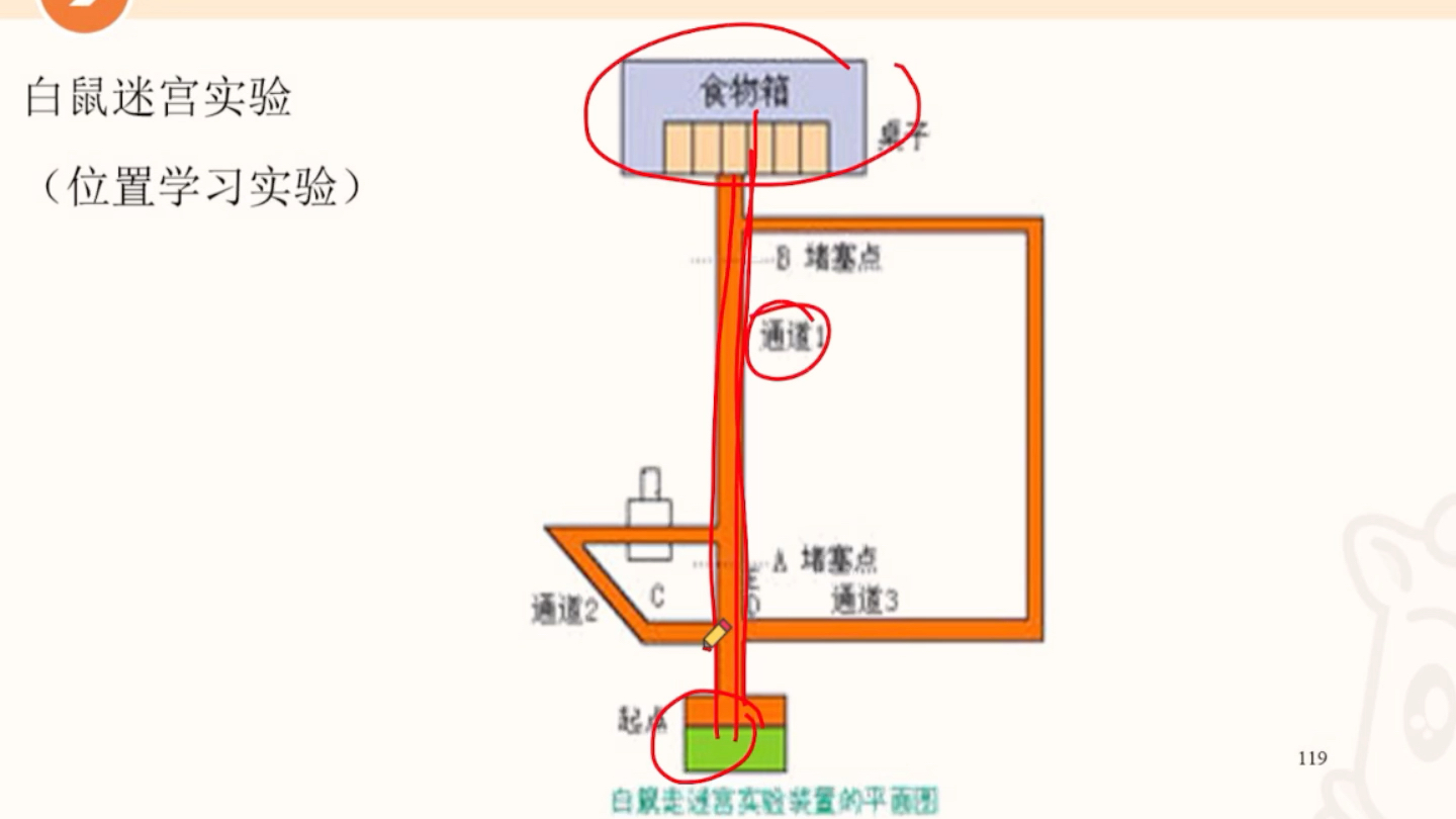 心理学实验:小白鼠走迷宫