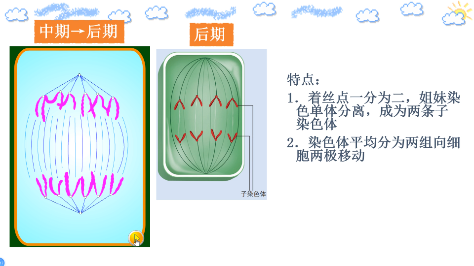 细胞的增殖和分化-课堂实录