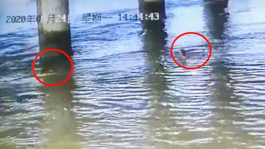 实拍!12岁男孩江中溺水瞬间被冲10米远,惊险救援曝光