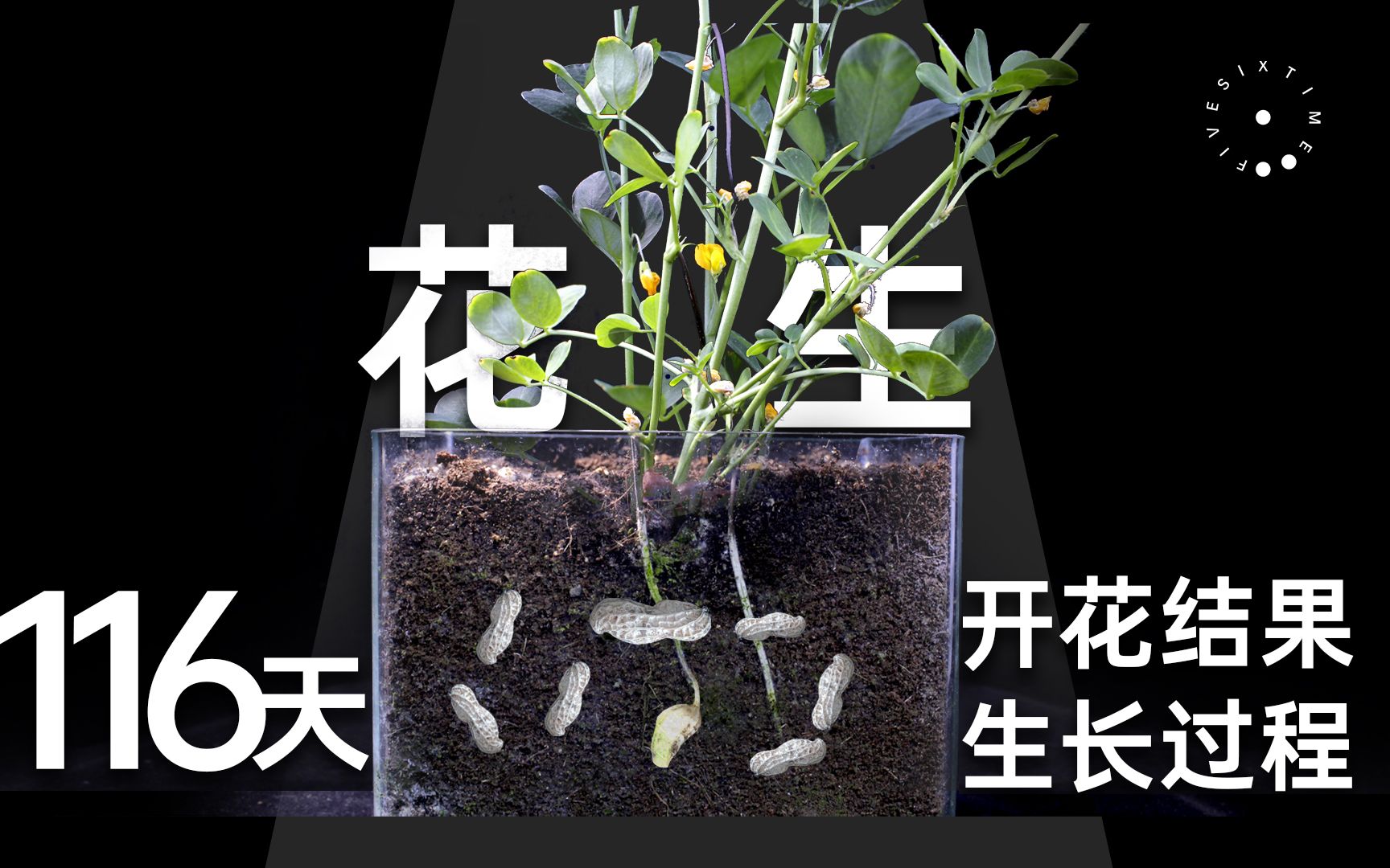 花生不是生长在根上的!全网第一个拍出花生开花结果半个过程。拍摄...