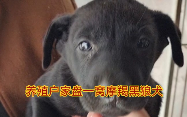 来到养殖户家盘一窝墨界黑狼犬一窝的狗居然差距怎么大