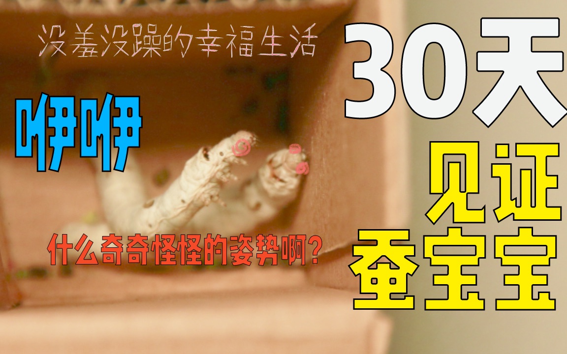 【虫虫的嘿嘿嘿】见证蚕宝宝一生没羞没躁的幸福生活