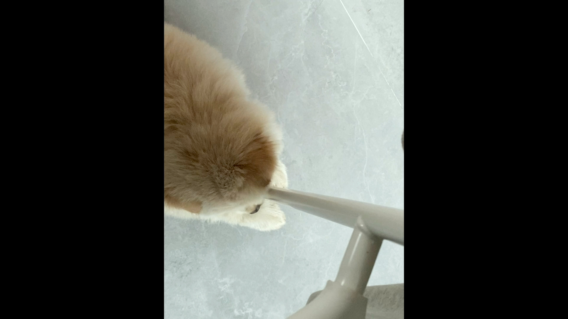 被旺财牙齿划伤流血第一天