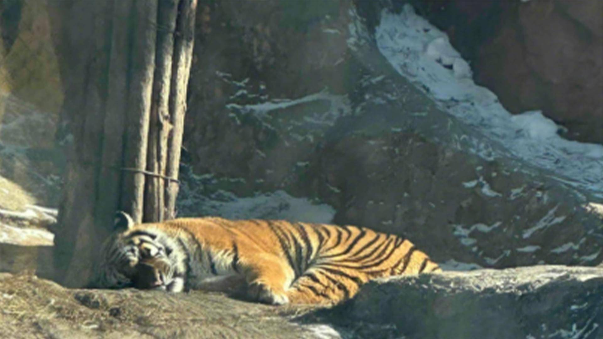 对冲4000人投喂早餐,东北虎开启"轻断食"计划