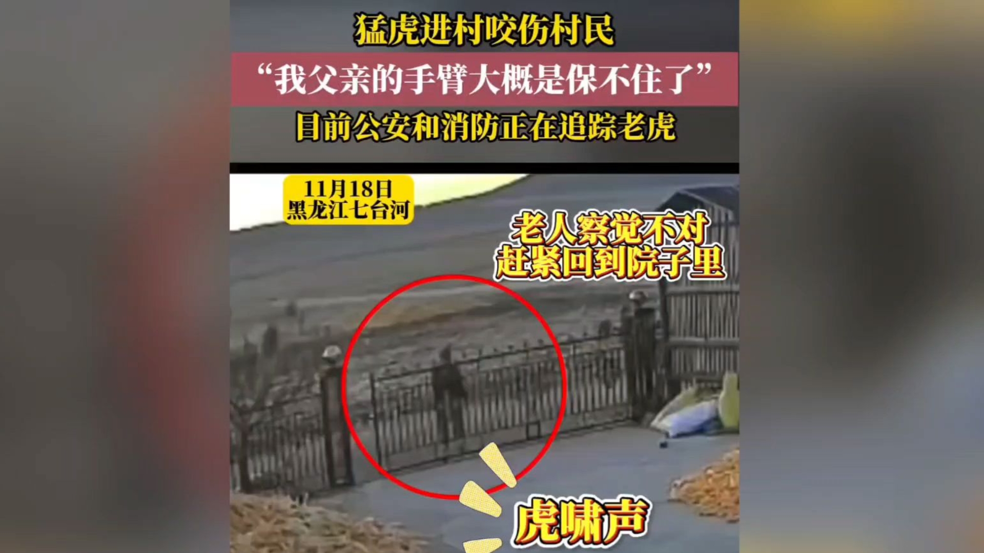 黑龙江一地东北虎进村伤人!当地回应:公安和消防正在搜寻老虎,建议...