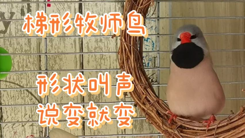 牧师鸟发出惬意婉转的叫声,边叫边跳,时而圆状时而变梯形,可爱