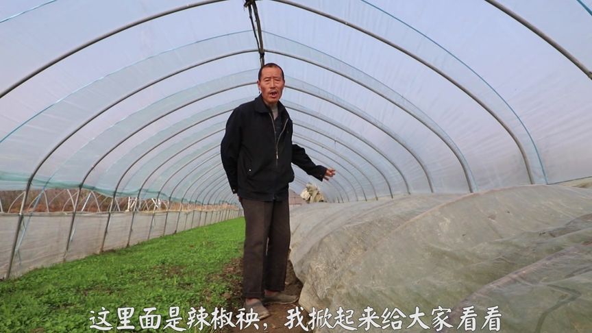 辣椒生长全过程,从秧苗到成品居然要经历这么久,冬天保温很讲究