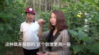 都说四月桑葚胜人参, 挂满枝头的桑葚果有没有惊艳到你的眼睛?