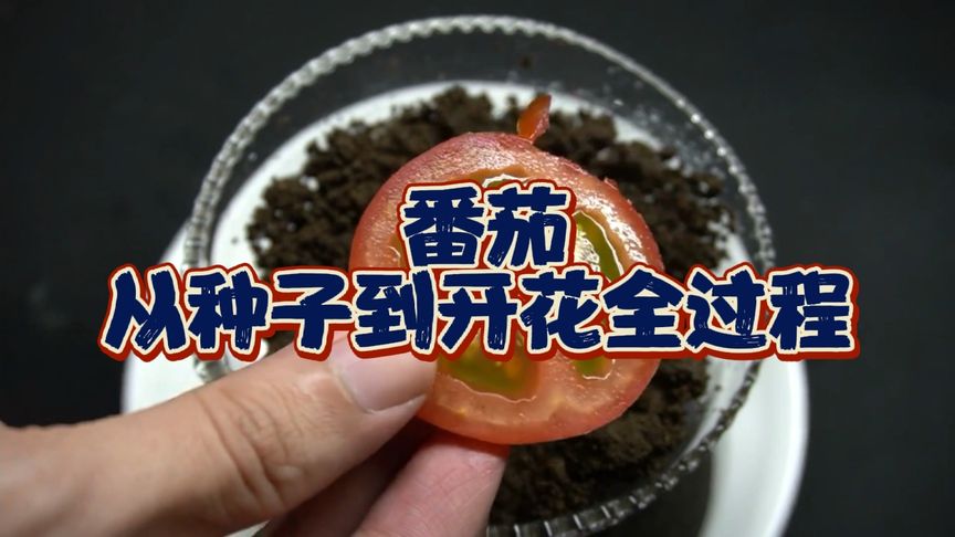 番茄从种子到开花生长全过程