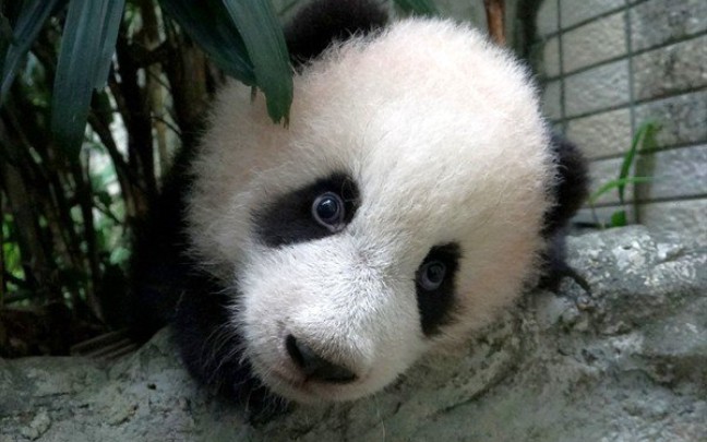 ...我有一些先入之见是错的。如:认为团圆所在的木栅动物园很小,如果...