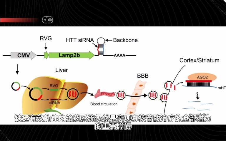 每日一合成生物学进展 | 2021.12.22 体内自组装siRNA治疗亨廷顿舞蹈...