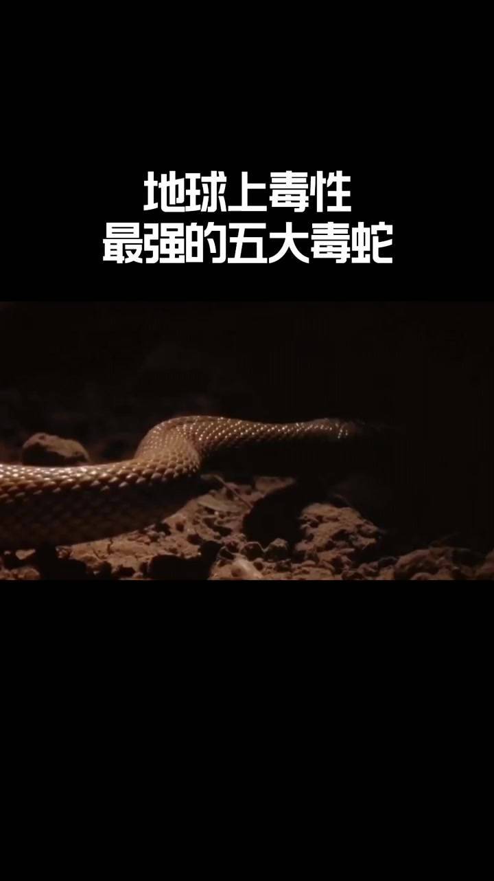 世界上毒性排名前五的毒蛇是哪五种?