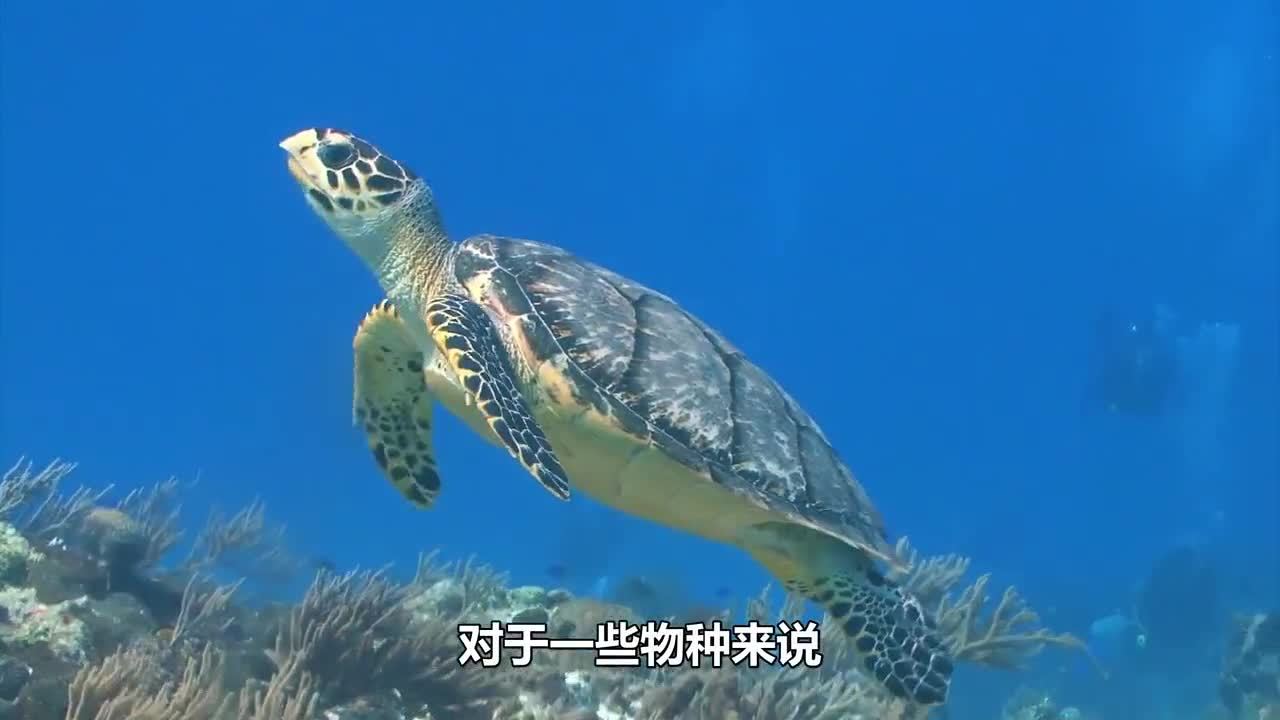 5种世界上寿命最长的动物