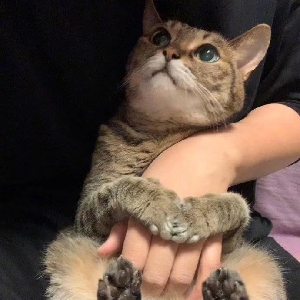 咖啡粉有股中药味 