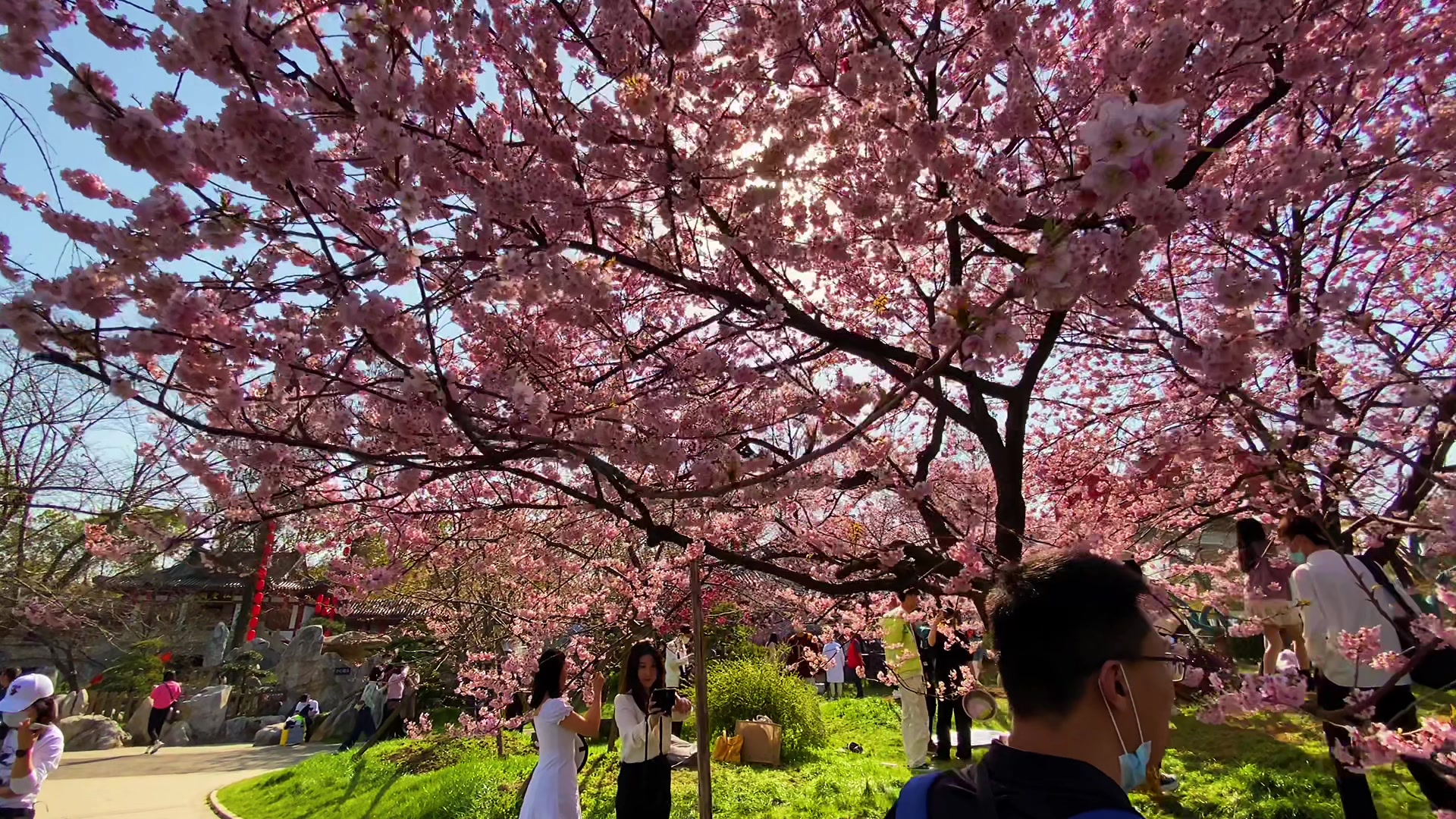 武汉的最美樱花季即将上线了,真的太浪漫了,还不快带上你的闺蜜(或...
