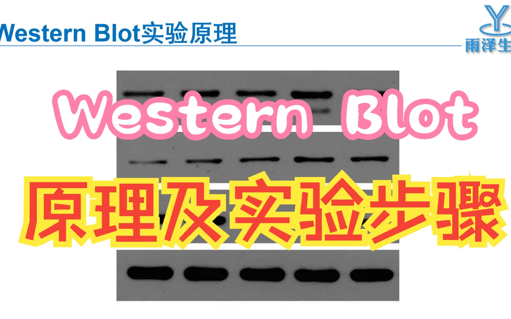#WB#电泳-Western Blot#第十期Western Blot实验原理及完整实验步骤...