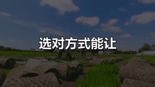 从播种到丰收,揭秘水稻种植的惊人全过程!