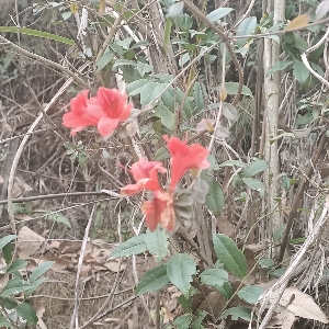 维真一生 