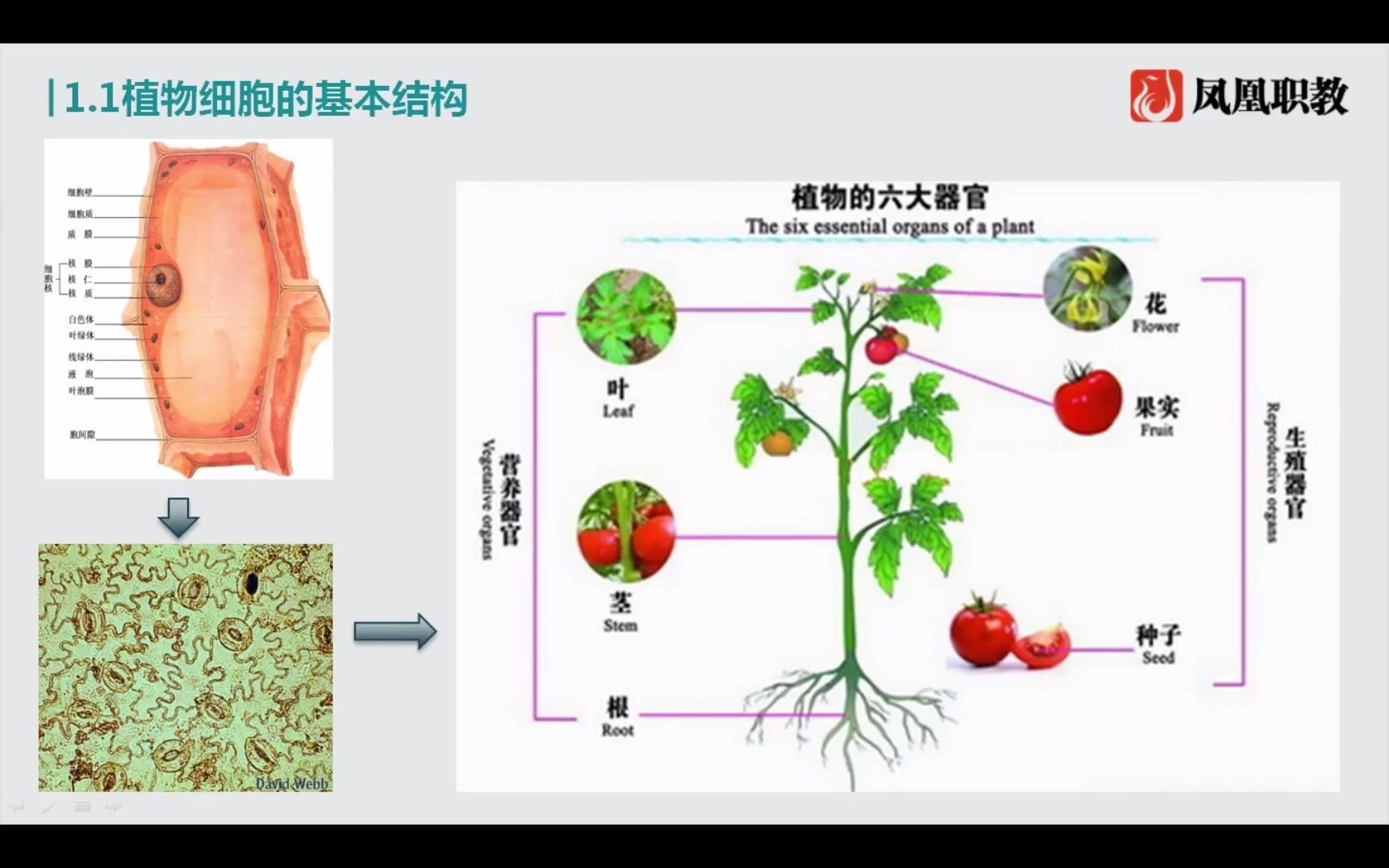 江苏专转本 农林类-植物生长与环境《植物细胞的基本结构》